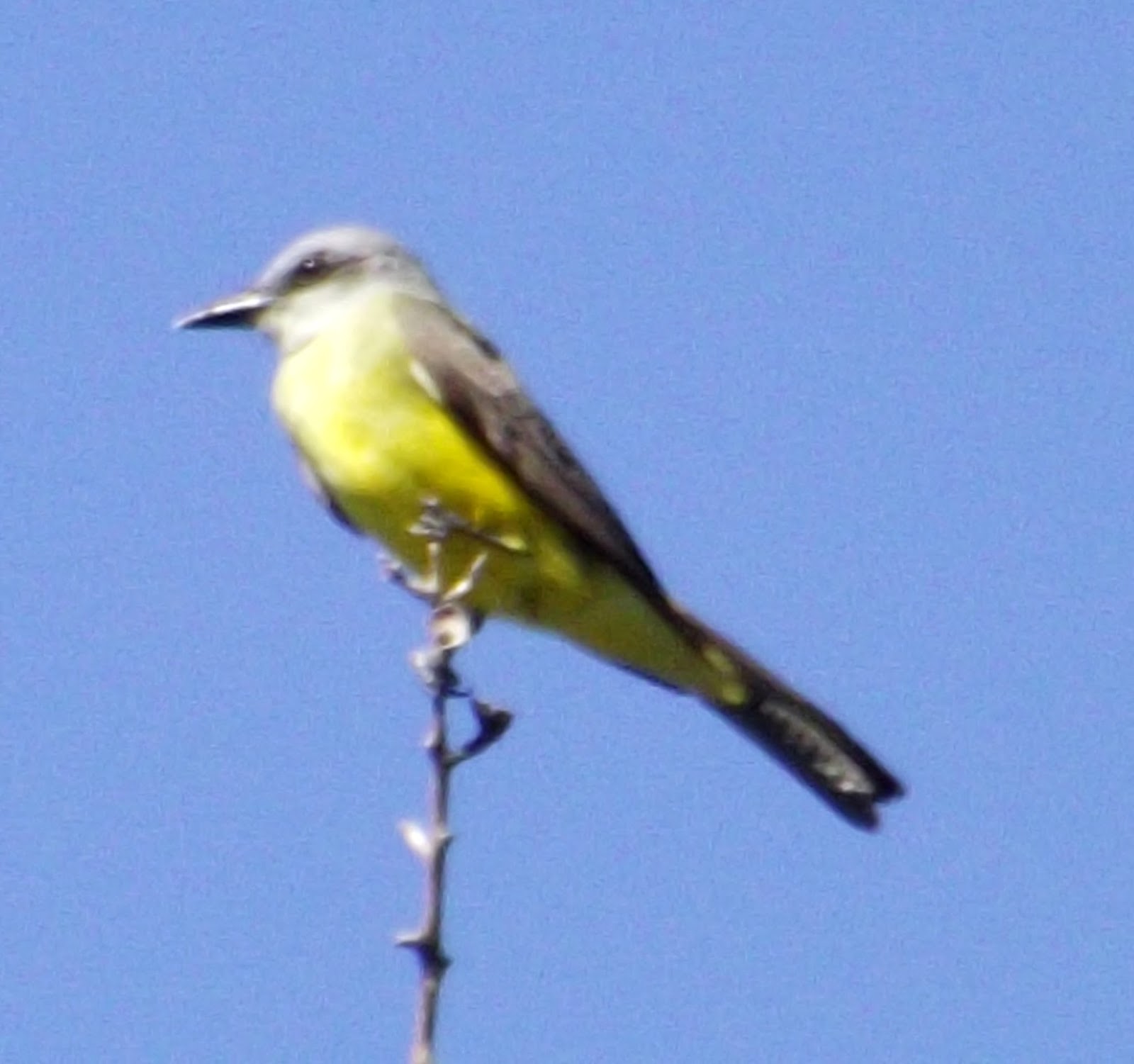 natureza selvagem: Suiriri-pequeno