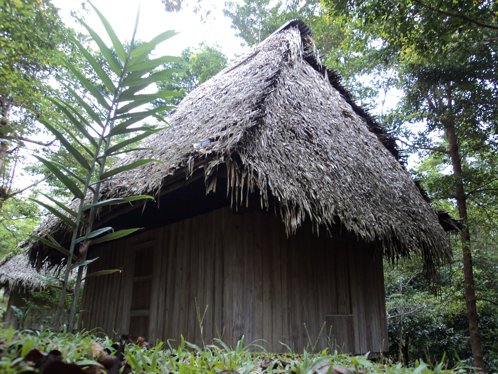 The Brainwash Times: Térraba