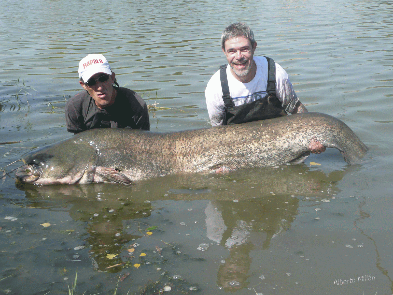 GUIDE DE PÊCHE DANS MEQUINENZA, PÈCHE AU LEURRE DU SILURE, SANDRE ET ...