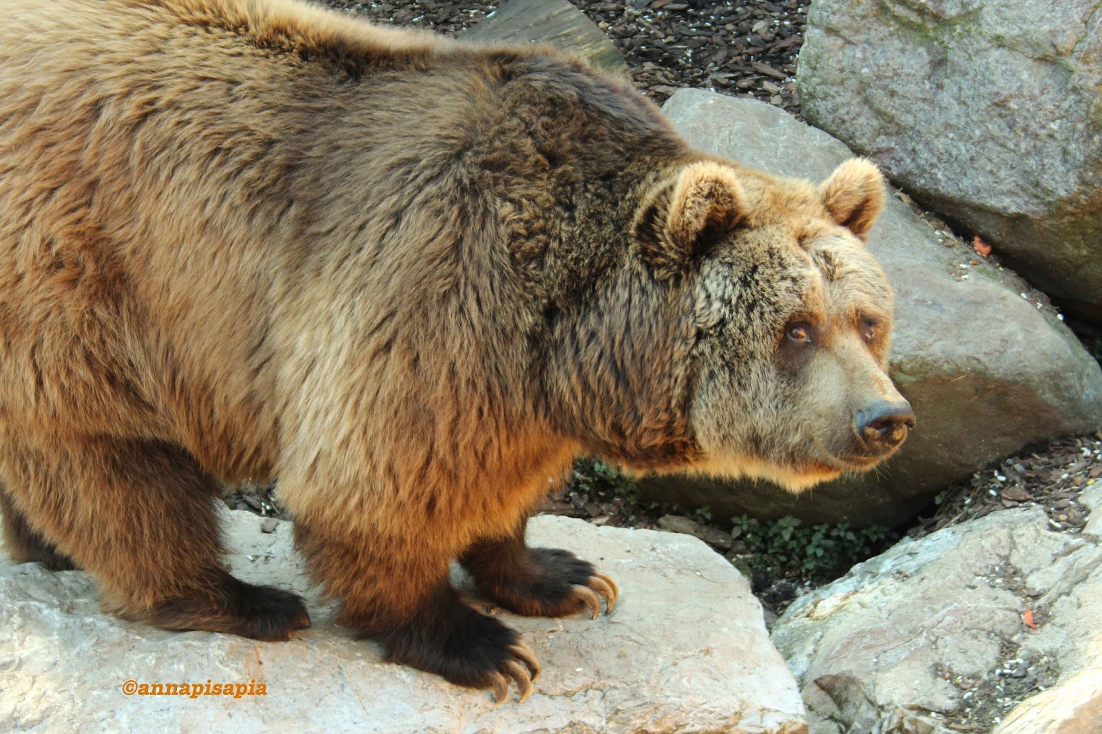 A casa di Anna: Piccola orsa di Orecchio Acerbo e qualche appunto di ...