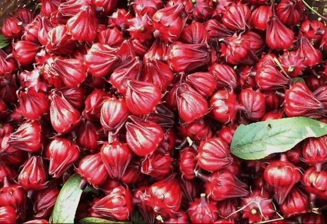 Hoa atiso đỏ, tác dụng của hoa atiso