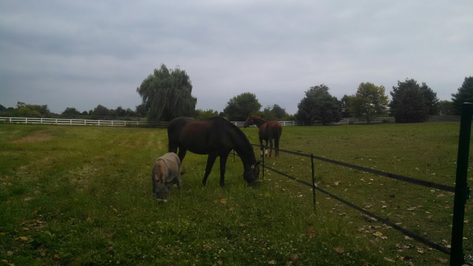 Building & Managing the Small Horse Farm: Rotational Grazing: Cross ...