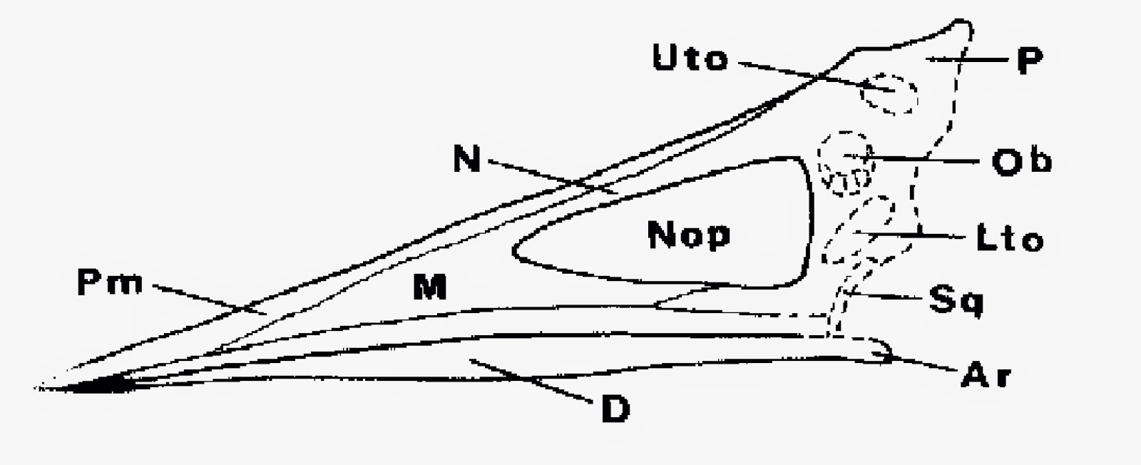 Mesozoic Monsters: Jidapterus: the pterosaur they got upside-down!