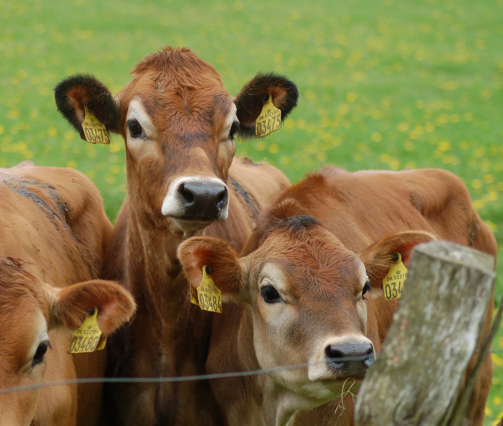 Whispers from Burma: New Zealand to lead the herd Myanmar’s in dairy ...