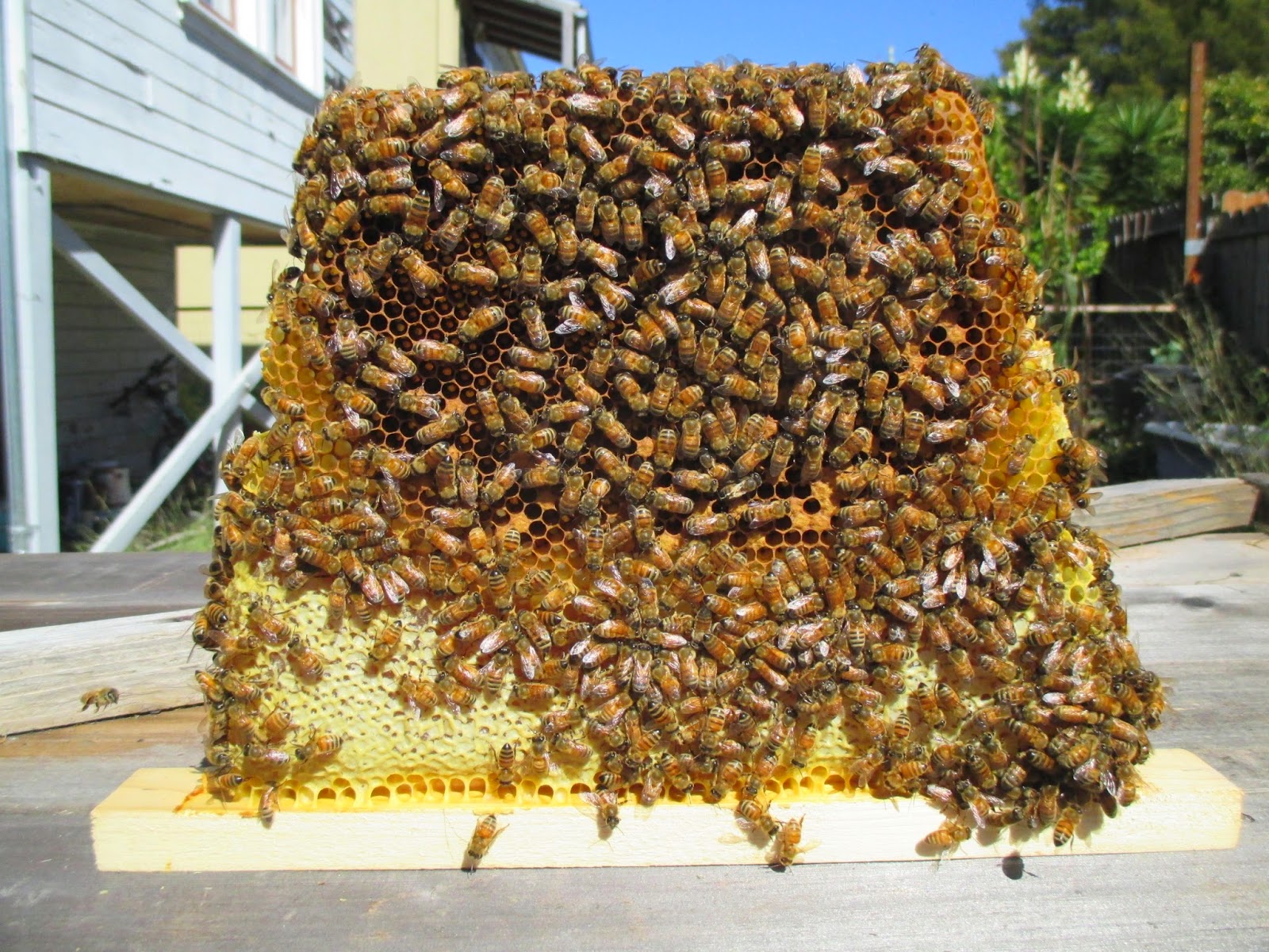 New to bees.: Early September Hive Check