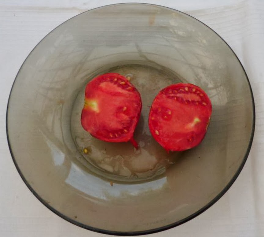 Seminte si plante de gradina hobby: Tomate OSU blue