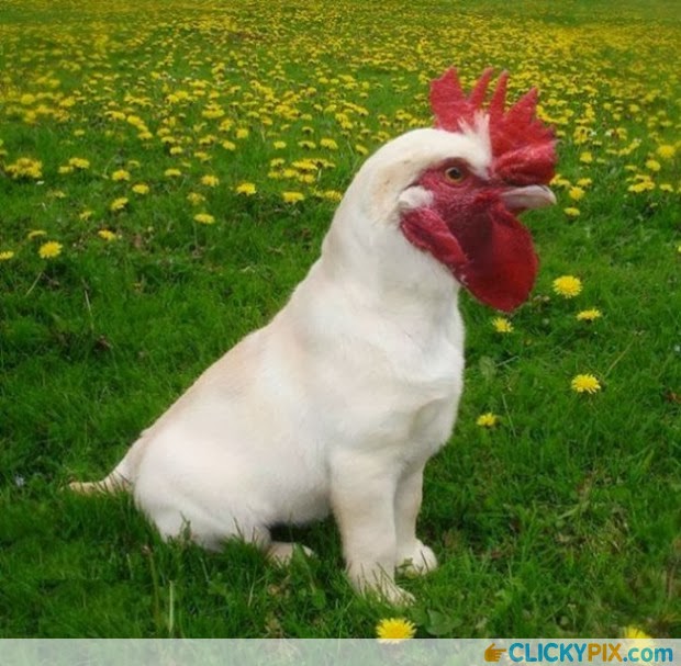 Westville Art Blog: Digital Art: Composite Animal