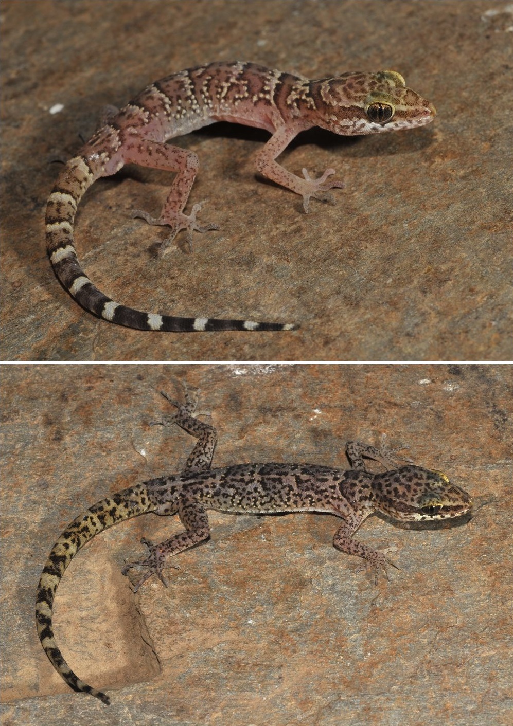Species New to Science: [Herpetology • 2018] Cyrtodactylus chamba • A ...