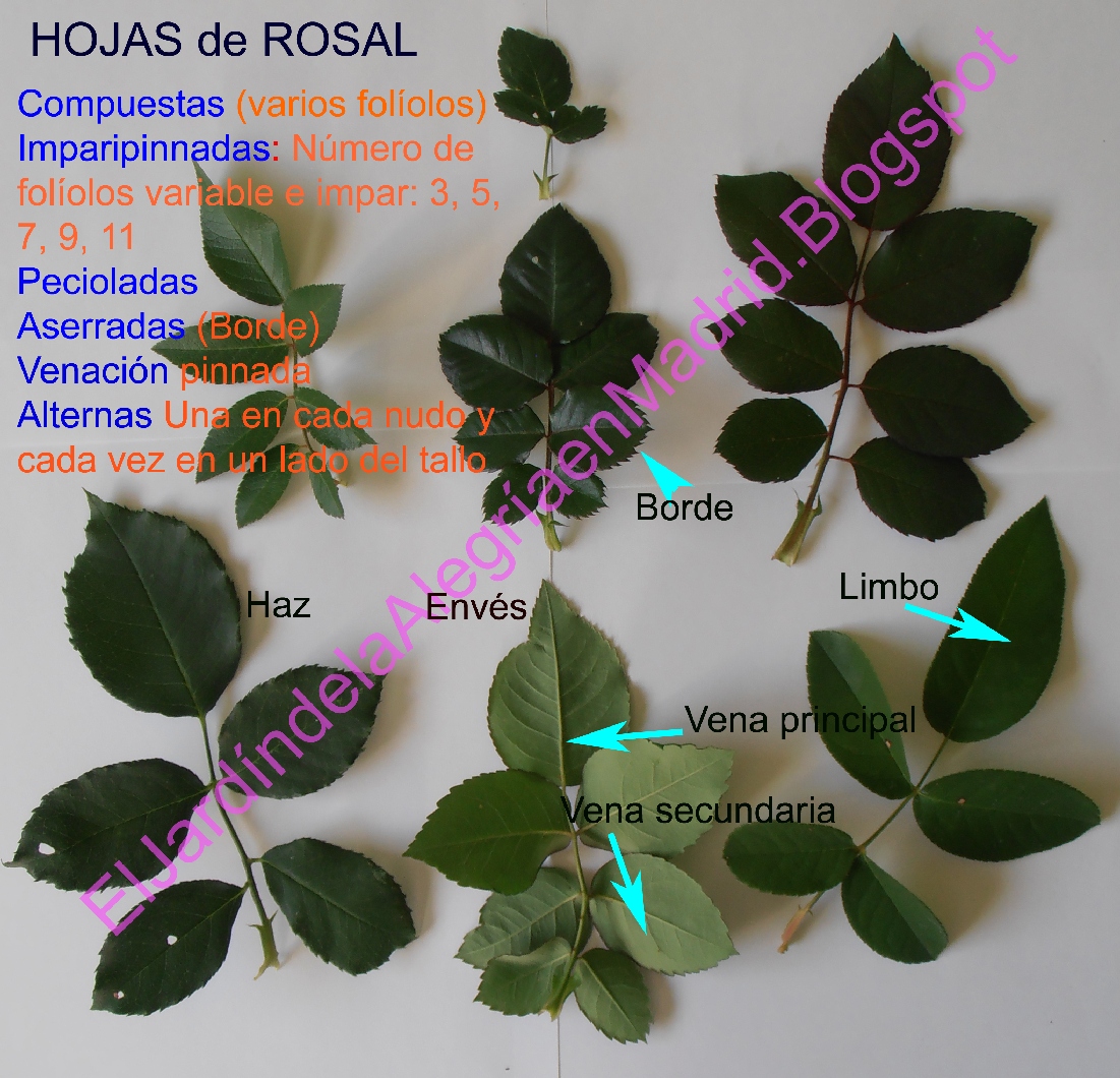 El jardín de la alegría : Morfología del rosal