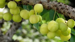Everything in telugu: fruits names in telugu