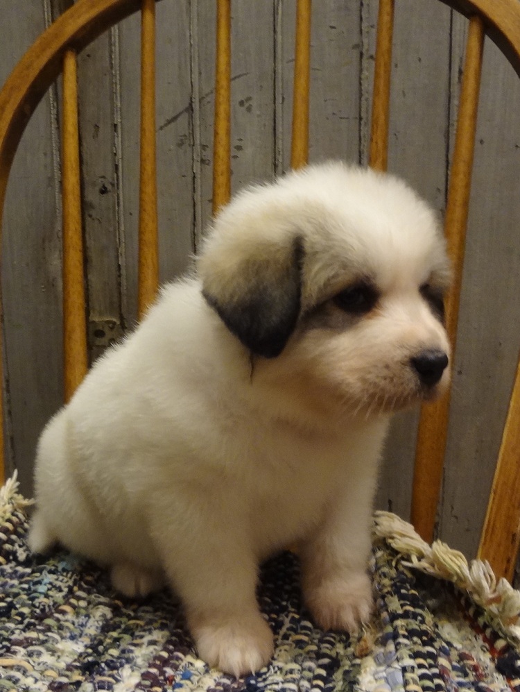 Housman Farms: Pick Your Pyrenees Puppy