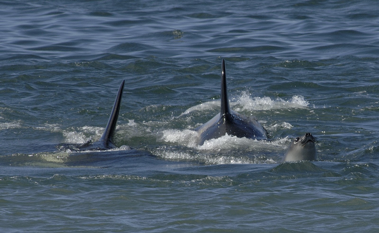 Orca Aware: Orcas of the World