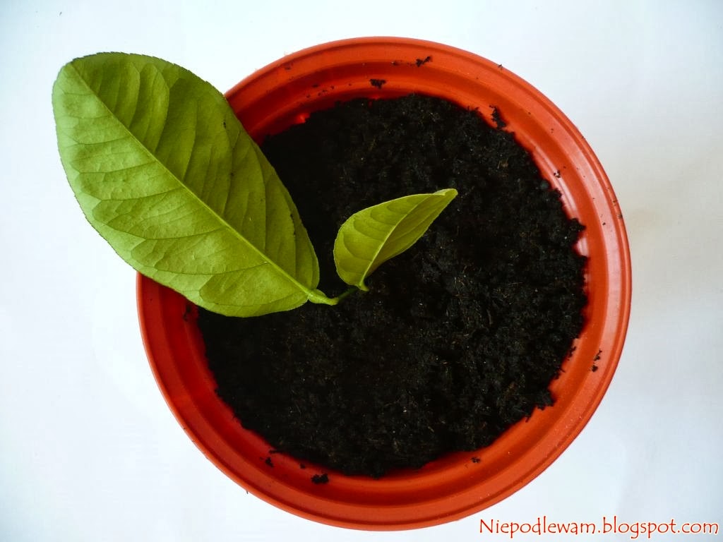 niepodlewam: Rozmnażanie cytryny - aby zakwitła