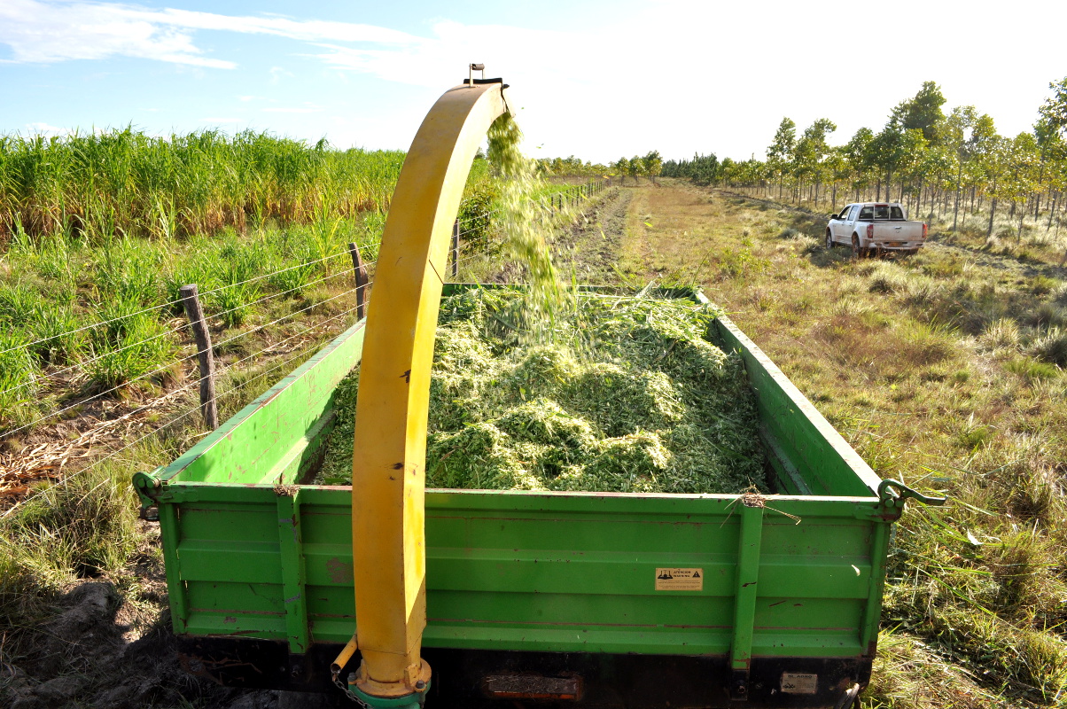 Investing in Tropical Trees: Making Silage in Vichada, Colombia
