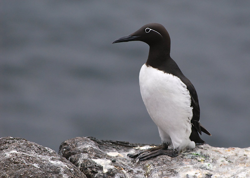 MARIGUARI: ARAO COMÚN (Uria aalge)