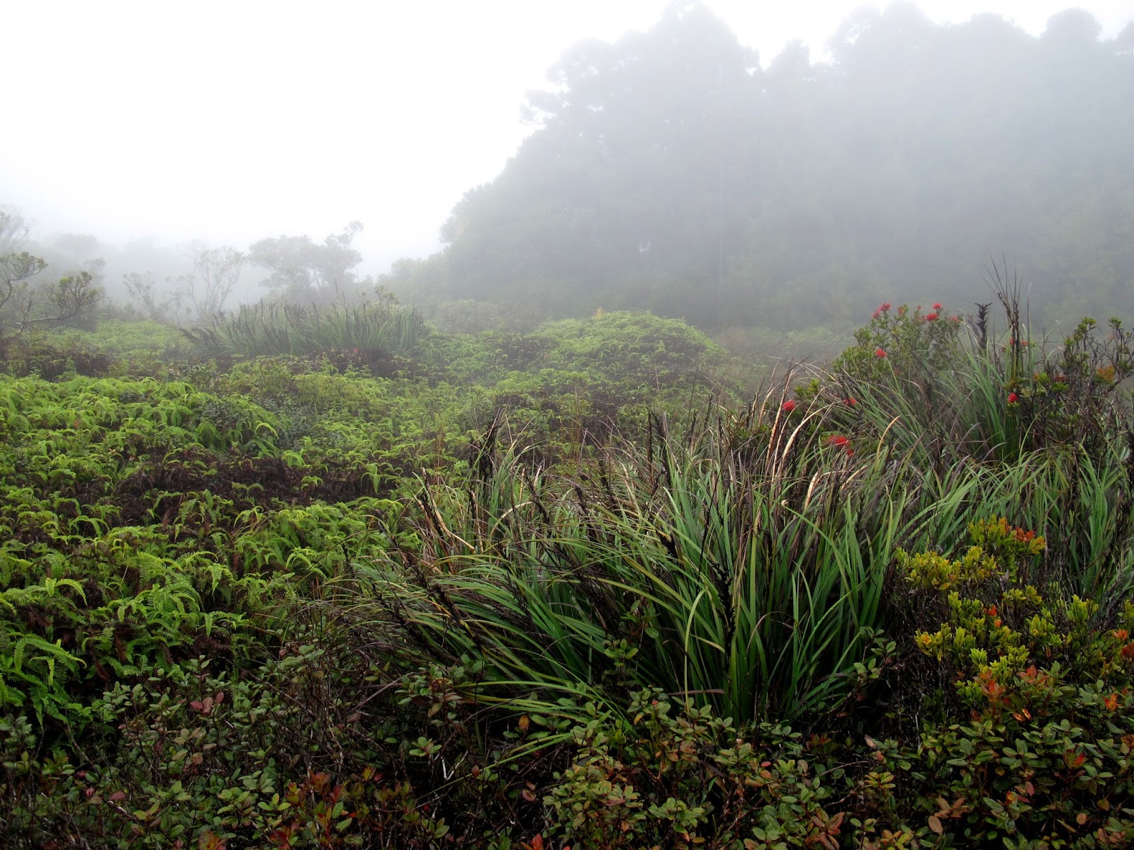 ALAKAI SWAMP TRAIL CLOUD FOREST - ADAM HAYDOCK