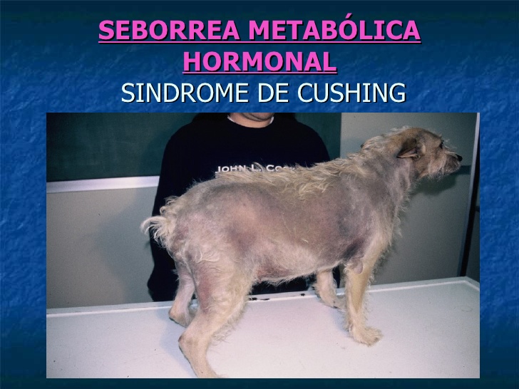 NUNCAJAMAS COCKER: SÍNDROME DE CUSHING EN PERROS