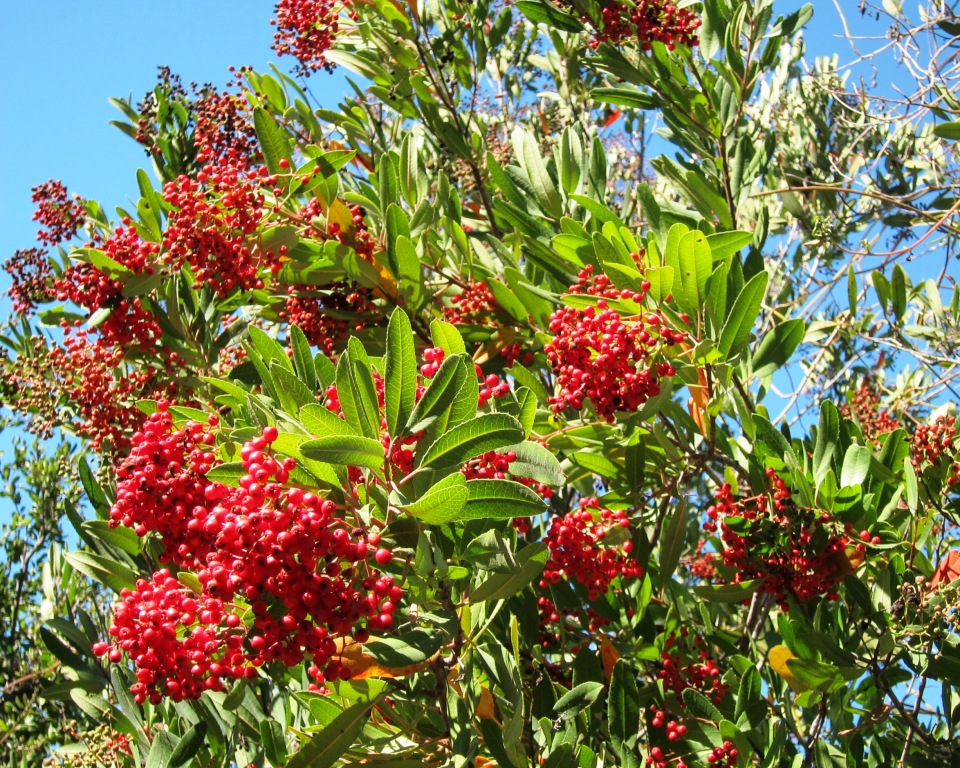 Doves Today: Hollywood - what's in a name?