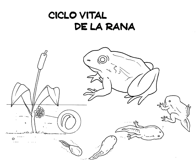 RECURSOS y ACTIVIDADES para Educación Infantil: CICLO DE LA VIDA de una ...