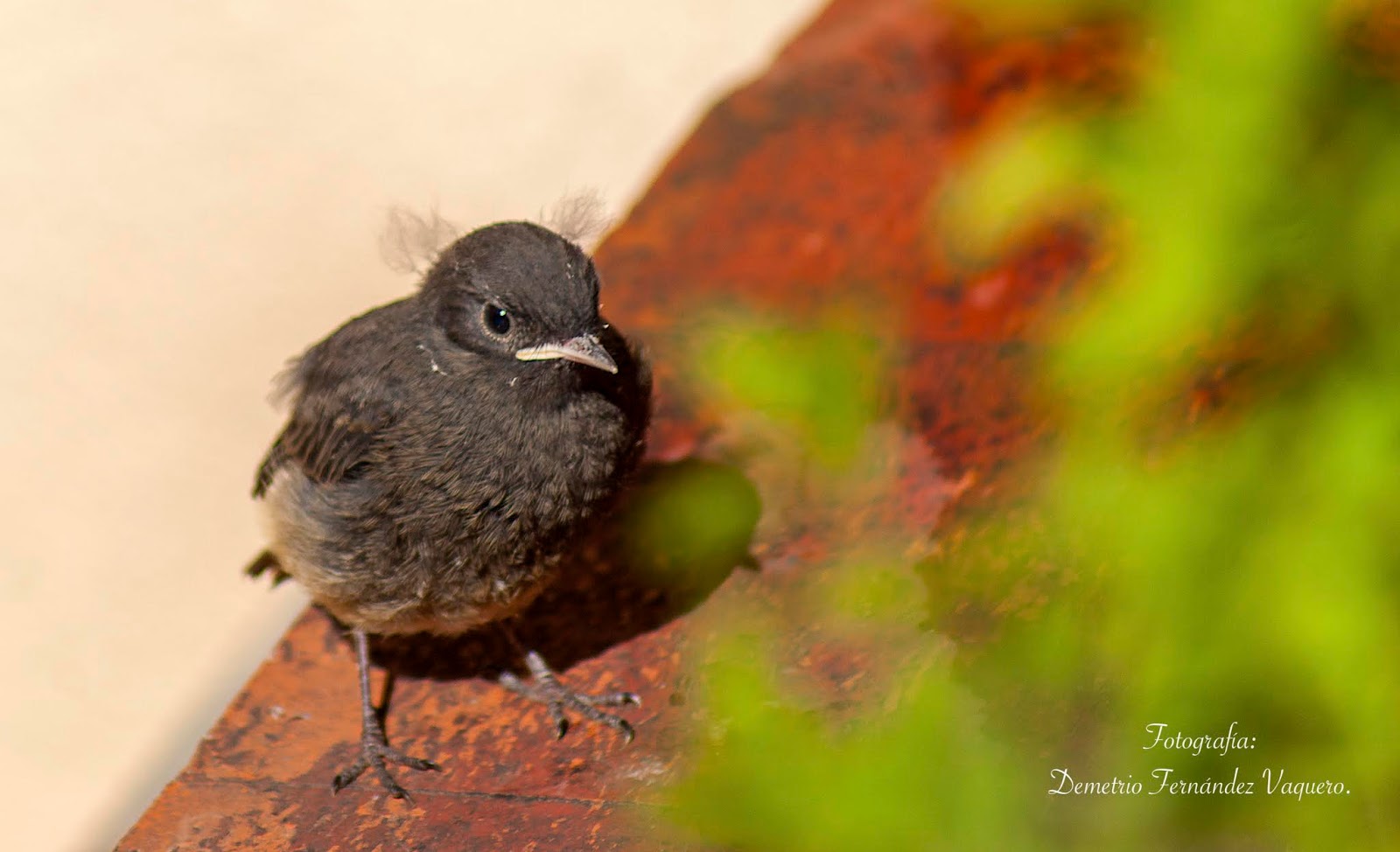 Mamá colirrojo tizón, tiene su nido en mi terraza y tiene 4 pajarillos ...