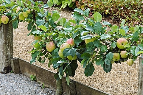 Stepover Apple Trees For Your Garden | Vanilla Home Design