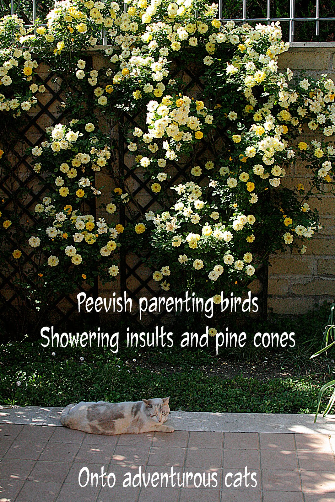 Word of the day! Fresh! Fresh! Fresh!: Peevish