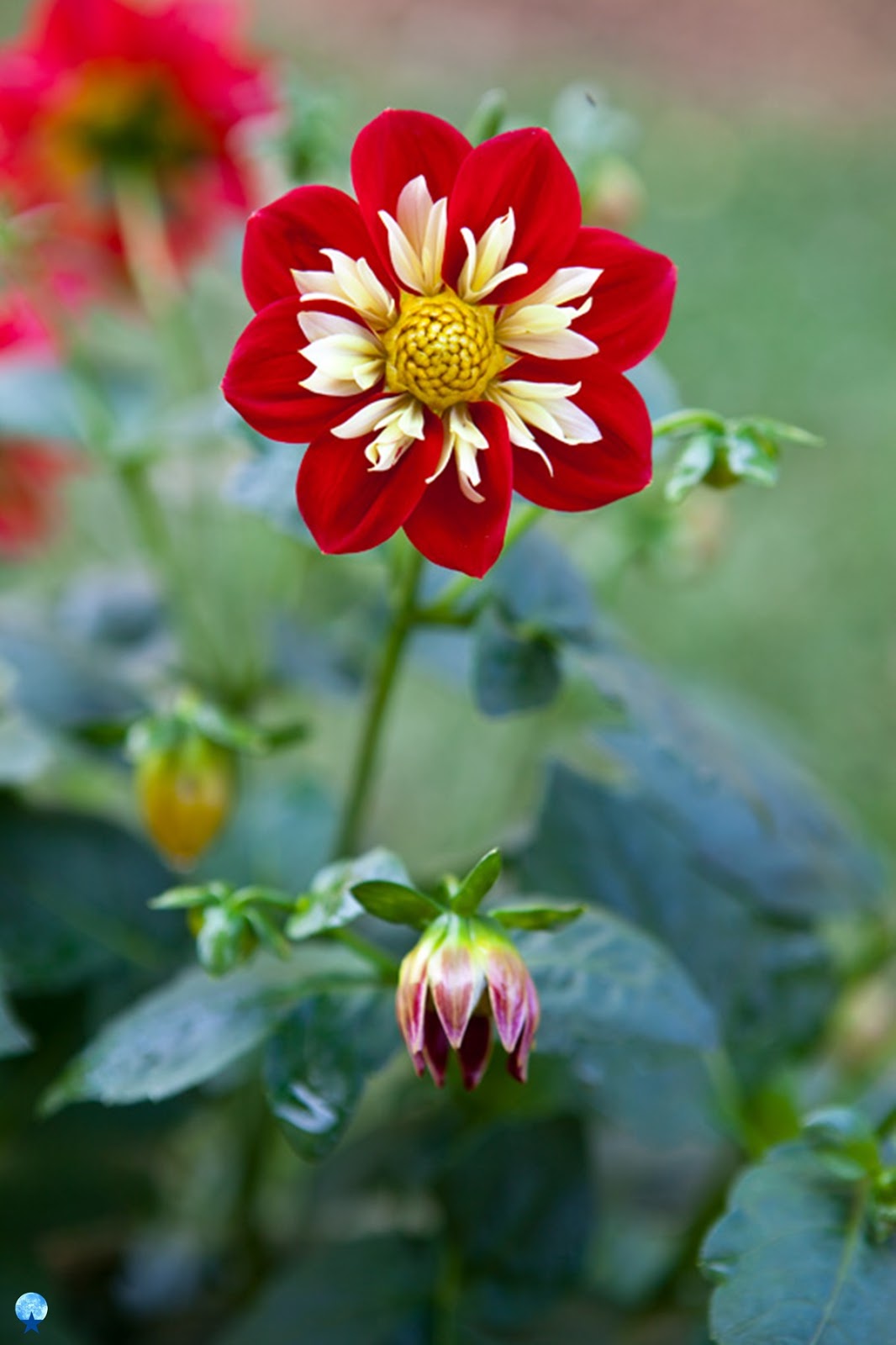 HD Flowers: 28 Flowers From Africa | South Africa Flowers | Flower of ...