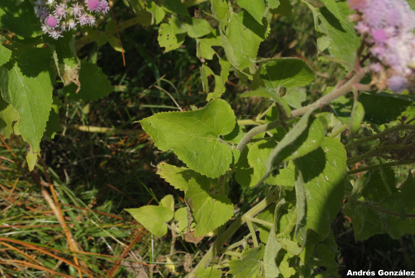 FOTOS DE FLORA NATIVA Y ADVENTICIAS DE URUGUAY : Urolepis hecatantha ...