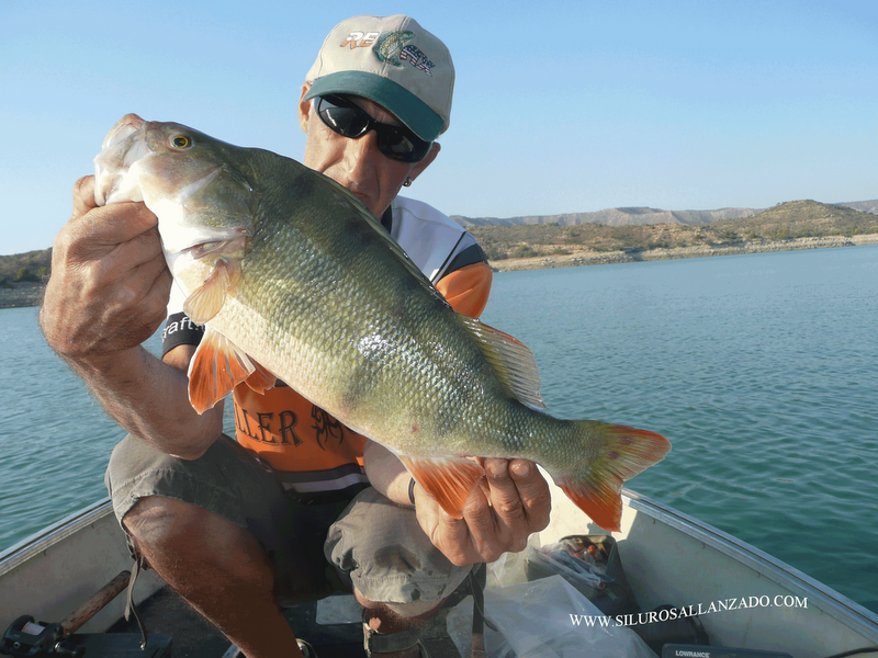 Percas; Percídeos; Perca; Percidae