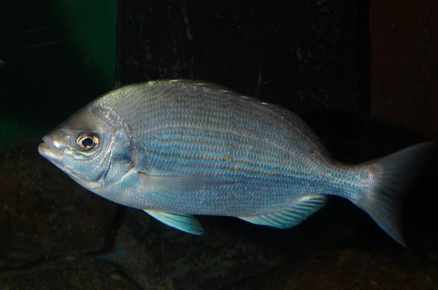 Artes de Pesca: VAMOS A PESCAR PAÑOSO PARTXIMIKI PANCHA O CHOPA