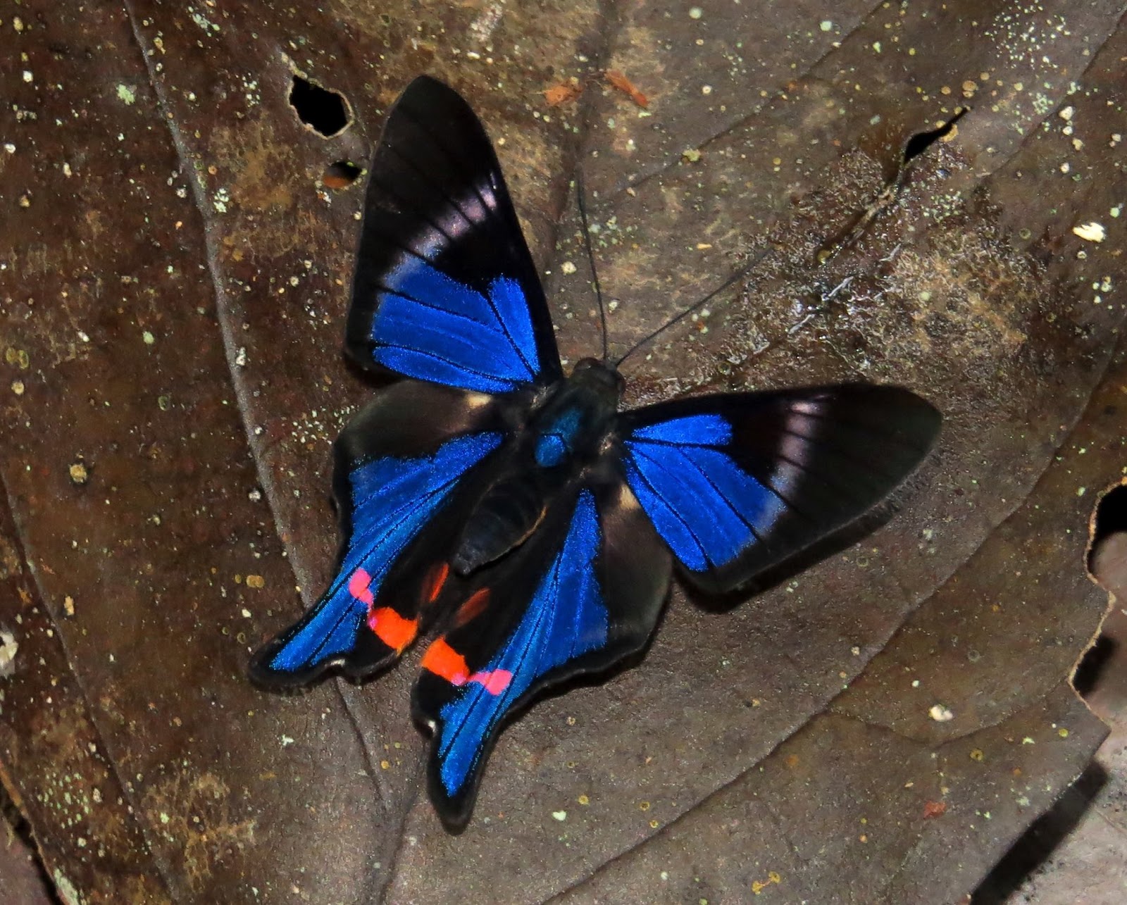 Borboletas e Mariposas: Rhetus periander (Cramer, 1777)