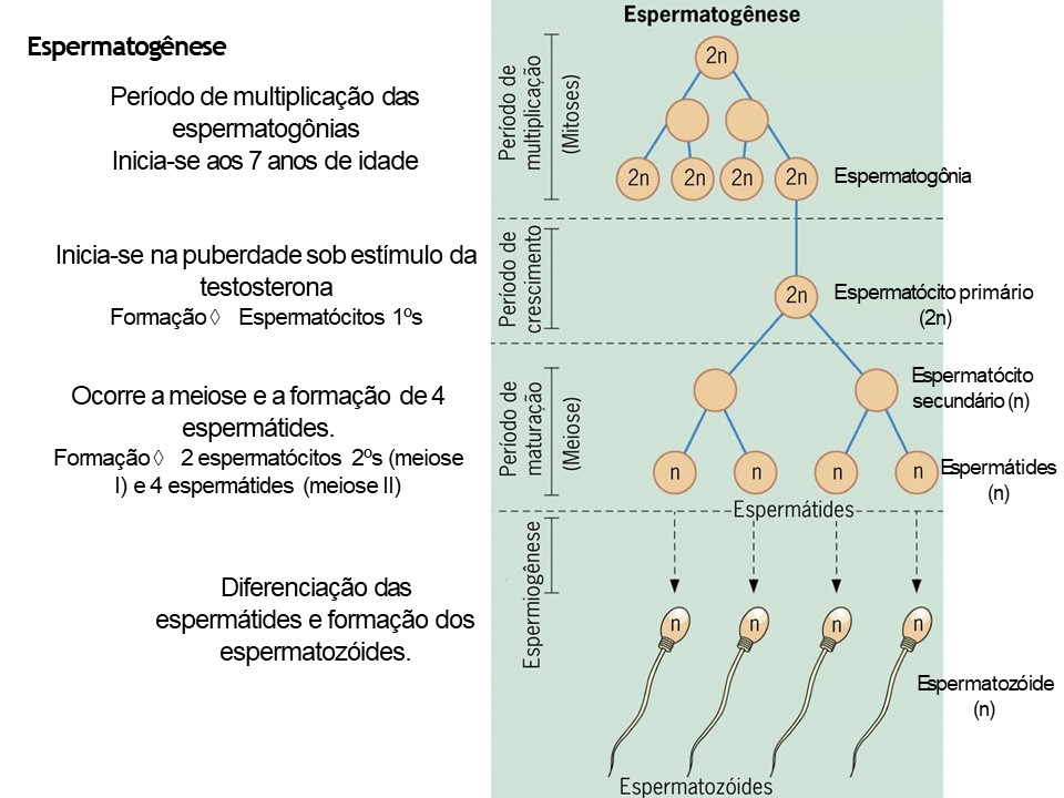 Ciências & Biologia: II Reprodução Humana – Corpo e órgãos