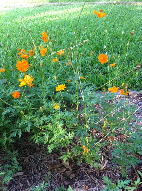 My 1929 Tudor: Seed Giveaway: Cosmos Diablo