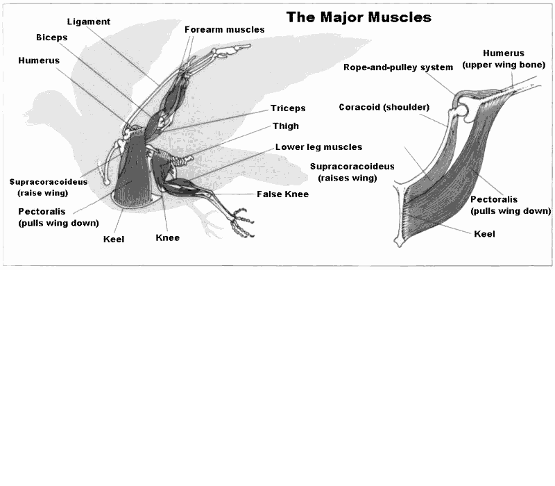 DOKTER HEWAN: Anatomi Ayam