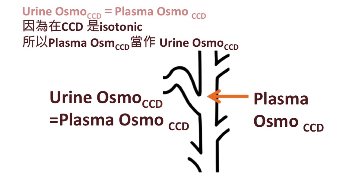 陳鋭溢: 你濫用了TTKG嗎？從鉀離子的排泄說起