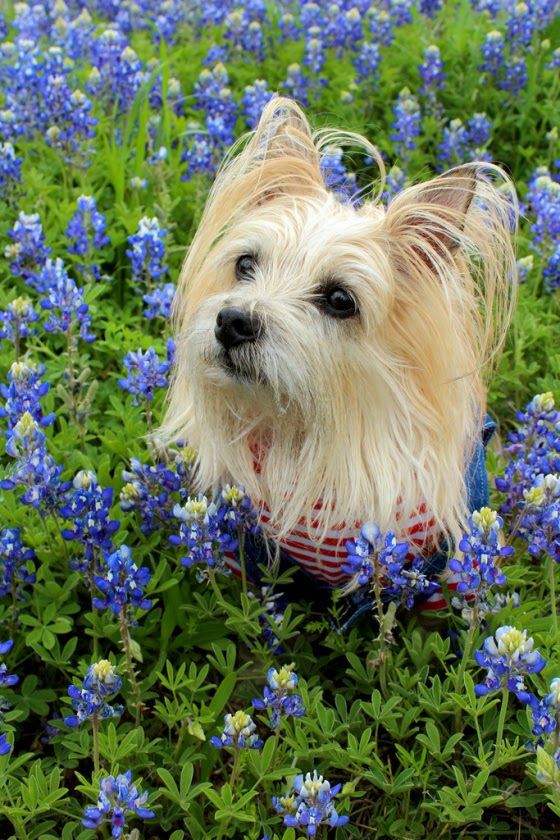 Mundo de Imágenes: Imagen perro entre flores 28-03-14