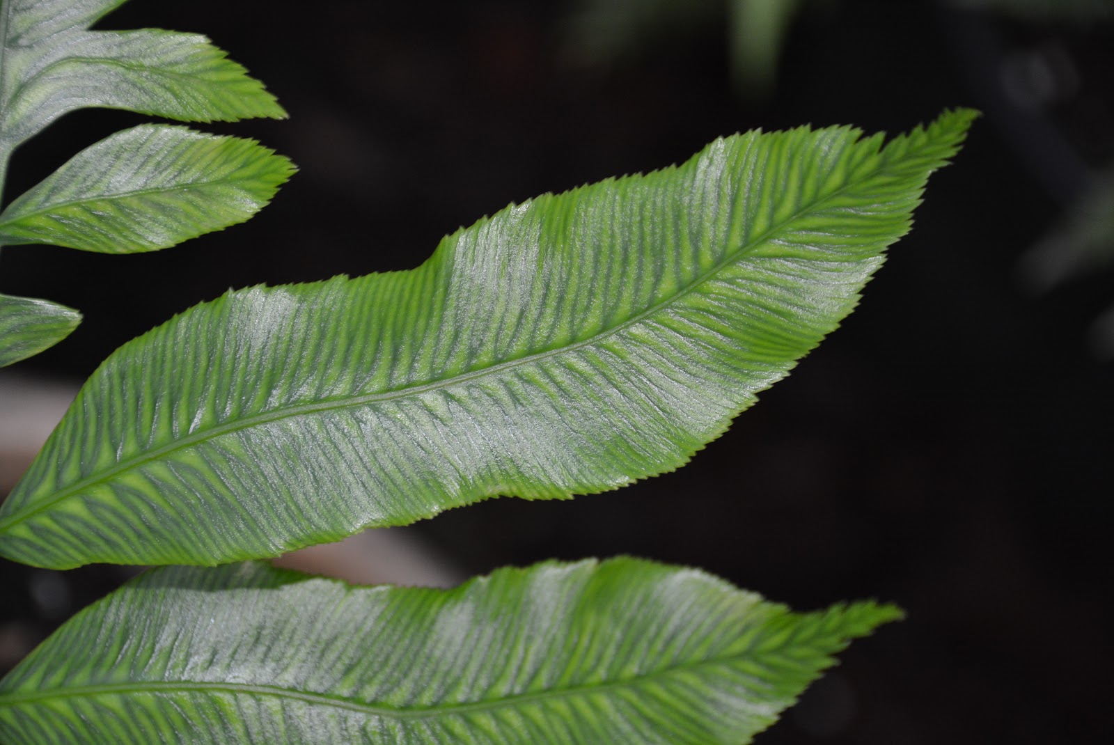 JARDIN DE HELECHOS: ANGIOPTERIS EVECTA