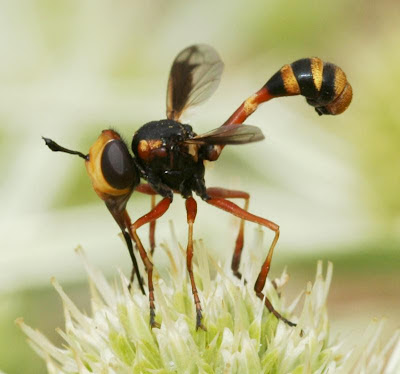 Variety of Life: Conopidae