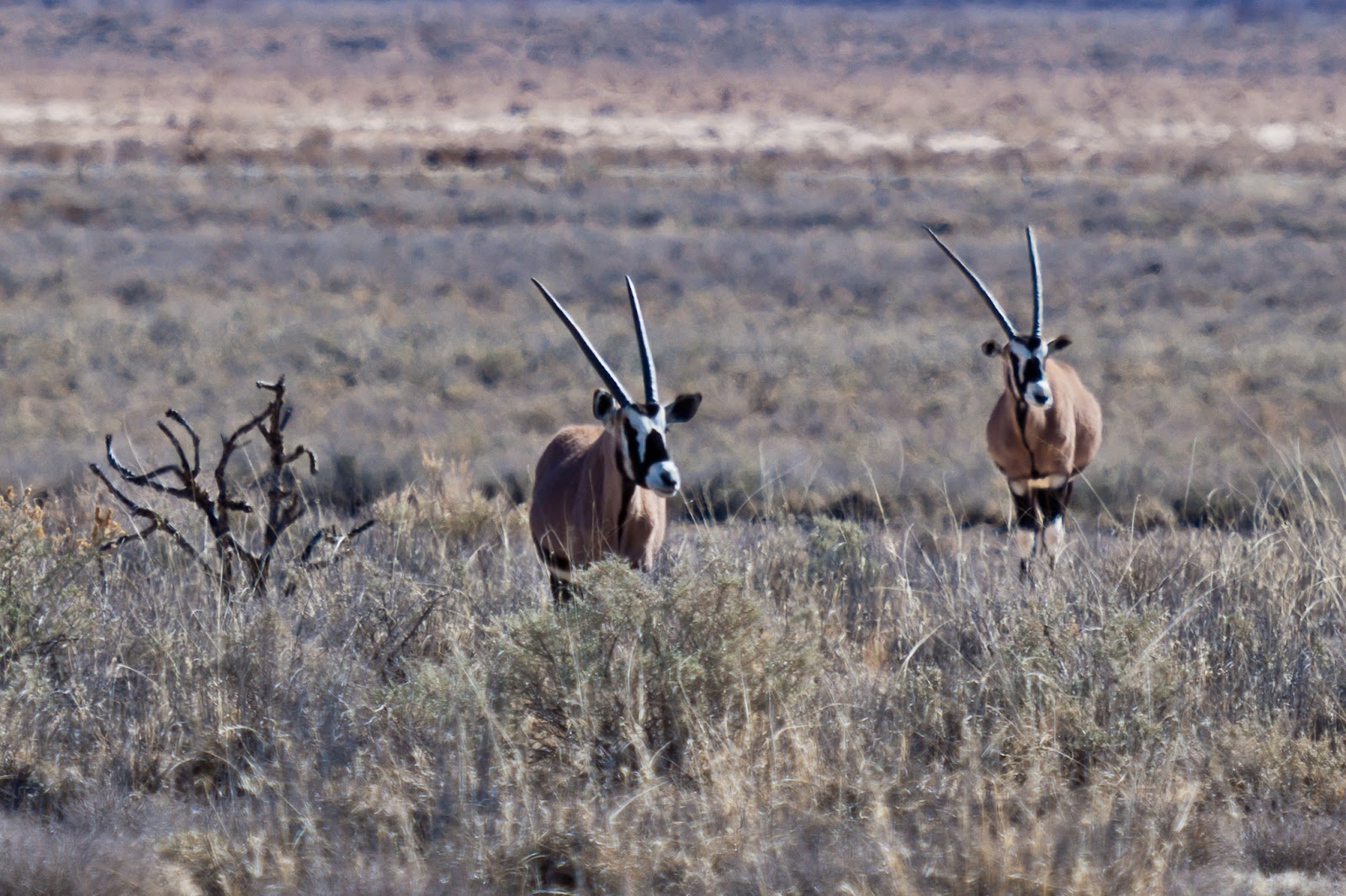 Just Our Nature: Dunes, Oryx and Rockets