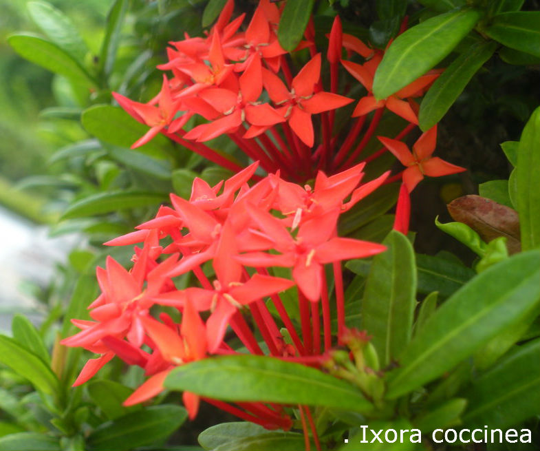 Herbal plants of Sri Lanka: Flowers that heal