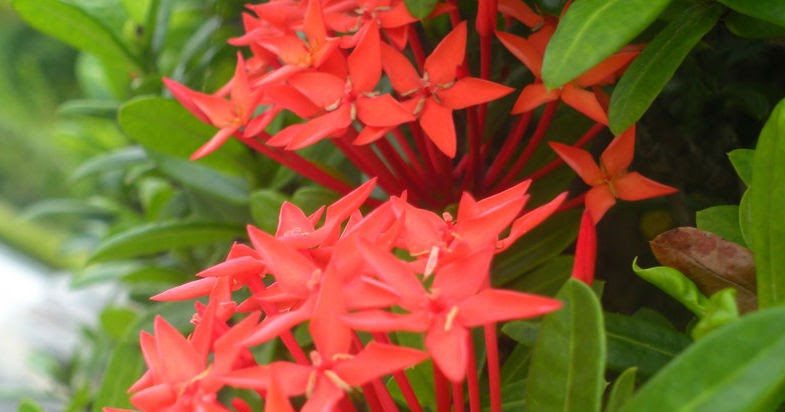 Herbal plants of Sri Lanka: Flowers that heal