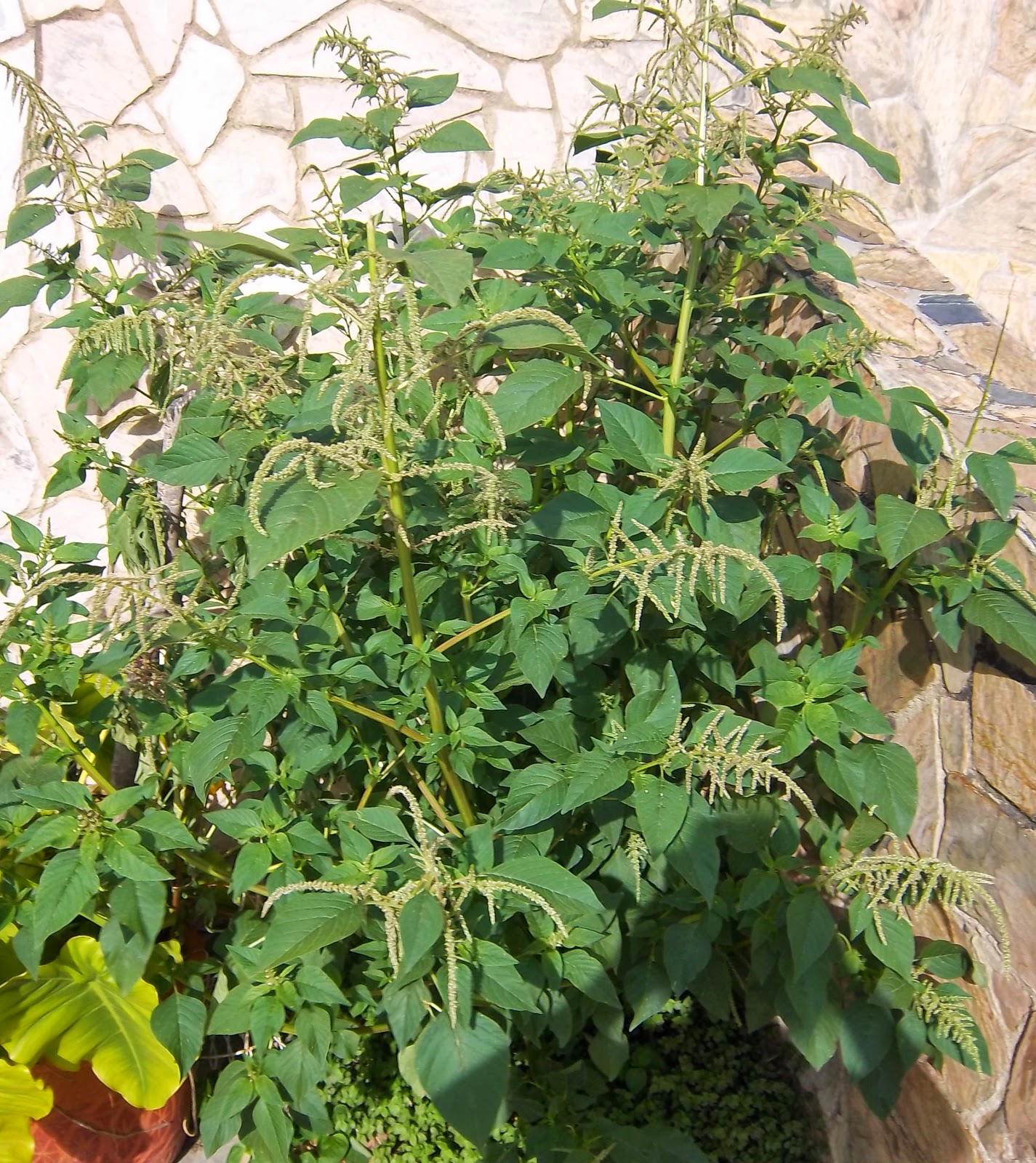 Algunas de las propiedades terapéuticas del bledo | ME IMPORTA EL BLEDO