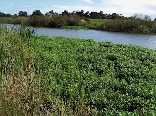 Beware: Alligator weed can invade our water resources