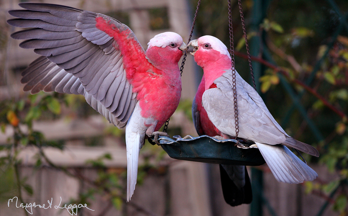 Trabajar en el zoo: Cuidados de la cacatúa galah