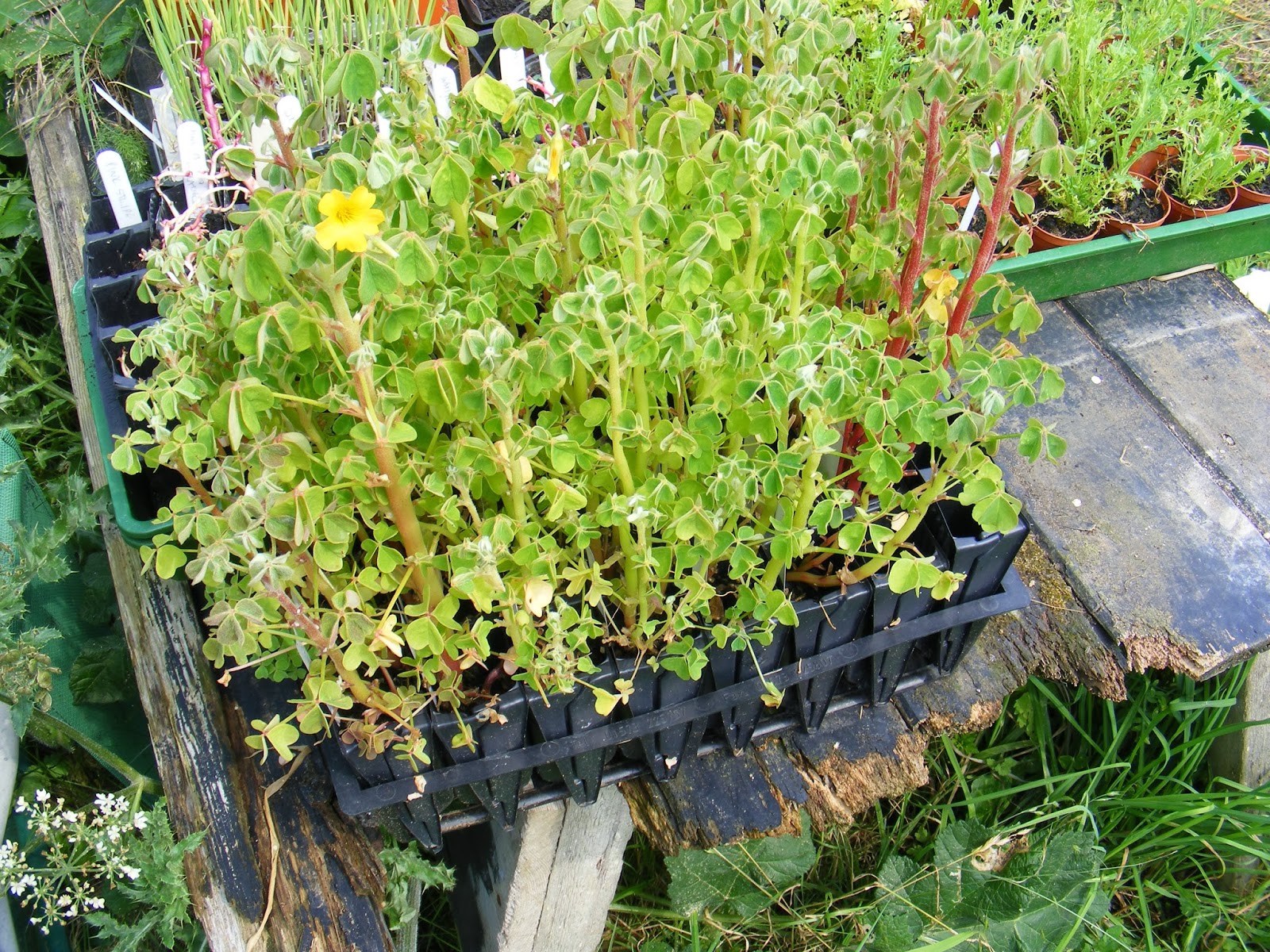 Growing Oca: Oca as a Late-Planted Crop… Seems to Work