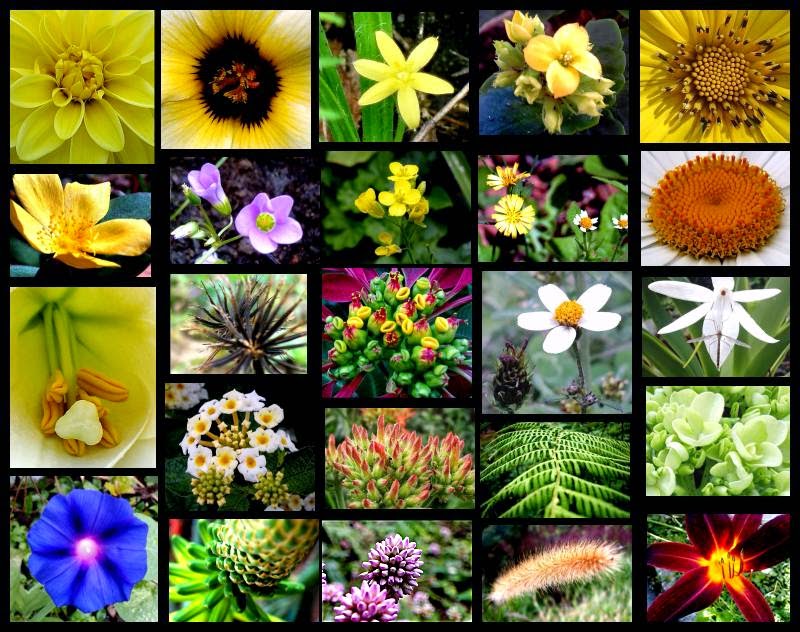 Biologia : Biodiversidade Das Plantas