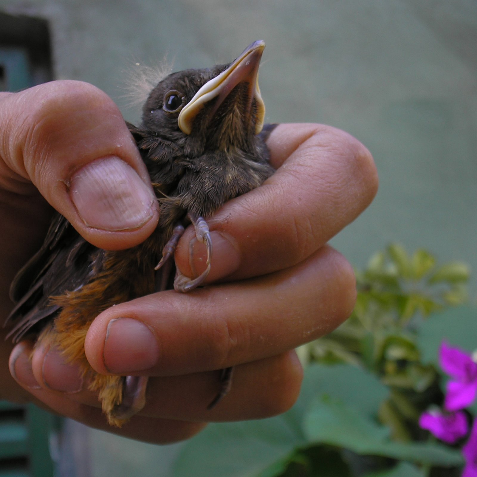 ¿Te encontraste un pichón y no sabes qué hacer?