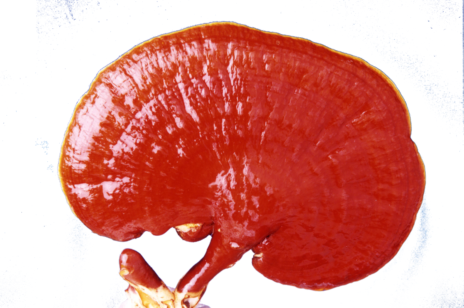 Etapas de crecimiento del Ganoderma de DXN