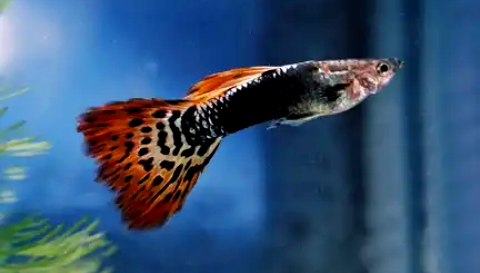 Ikan Guppy Dragon, Harga dan Ciri-cirinya - Om Ikan