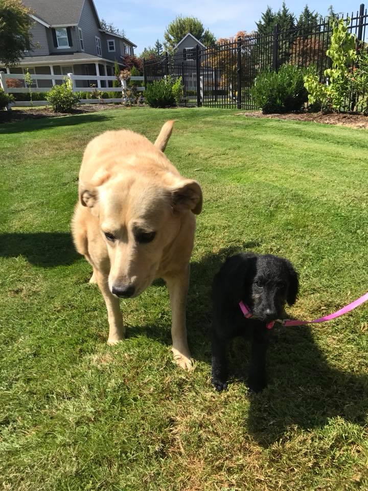 Shelter Dogs of Portland: "HONEY" senior retriever mix - Adoption Update!